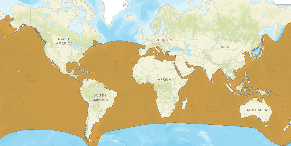 Sharks Are Awesome - 12StoryLibrary.com