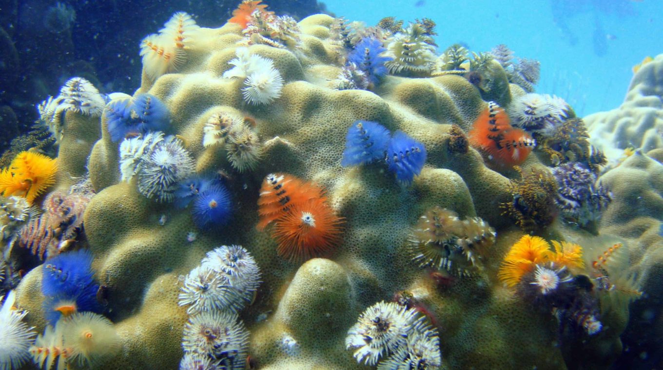 Scientists discover giant deep-sea coral reef - 12StoryLibrary.com