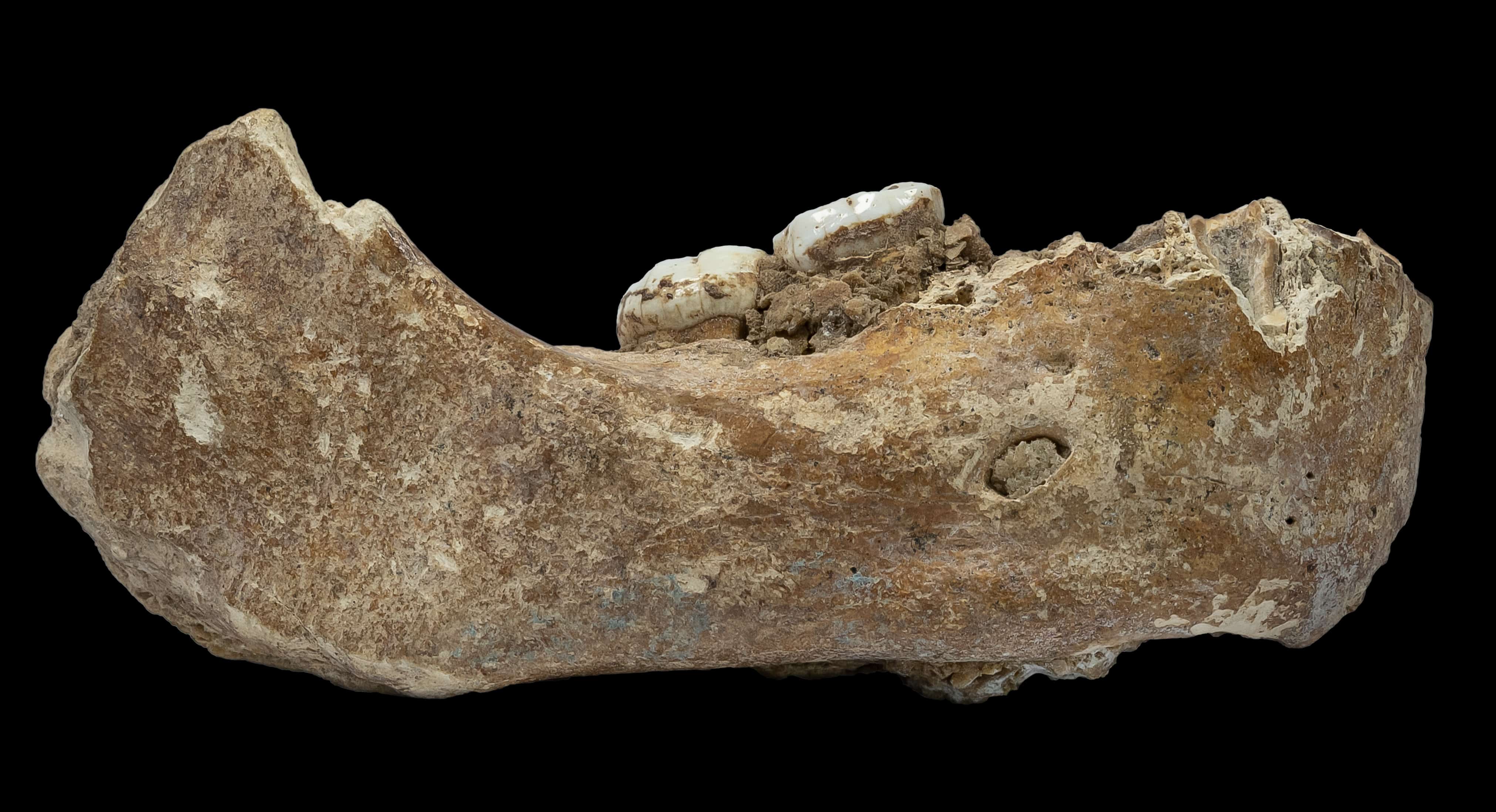 Linked in: Ancient jawbone offers important evolutionary clues ...