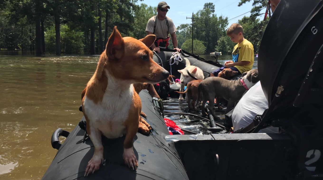 Rescuing animals after Hurricane Dorian - 12StoryLibrary.com